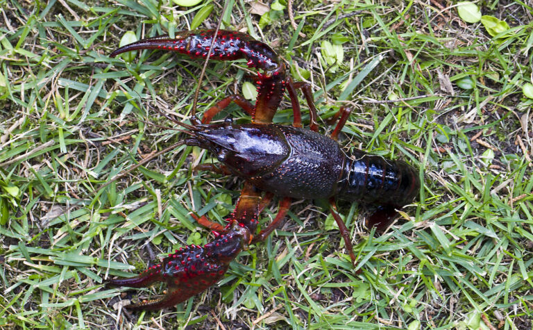 Procambarus clarkii | Proyecto de Investigación – ExotiNET