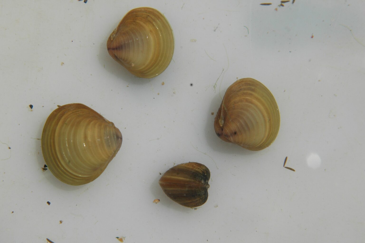 Invertebrados | Proyecto de Investigación – ExotiNET