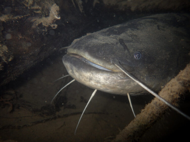 Silurus glanis | Proyecto de Investigación – ExotiNET