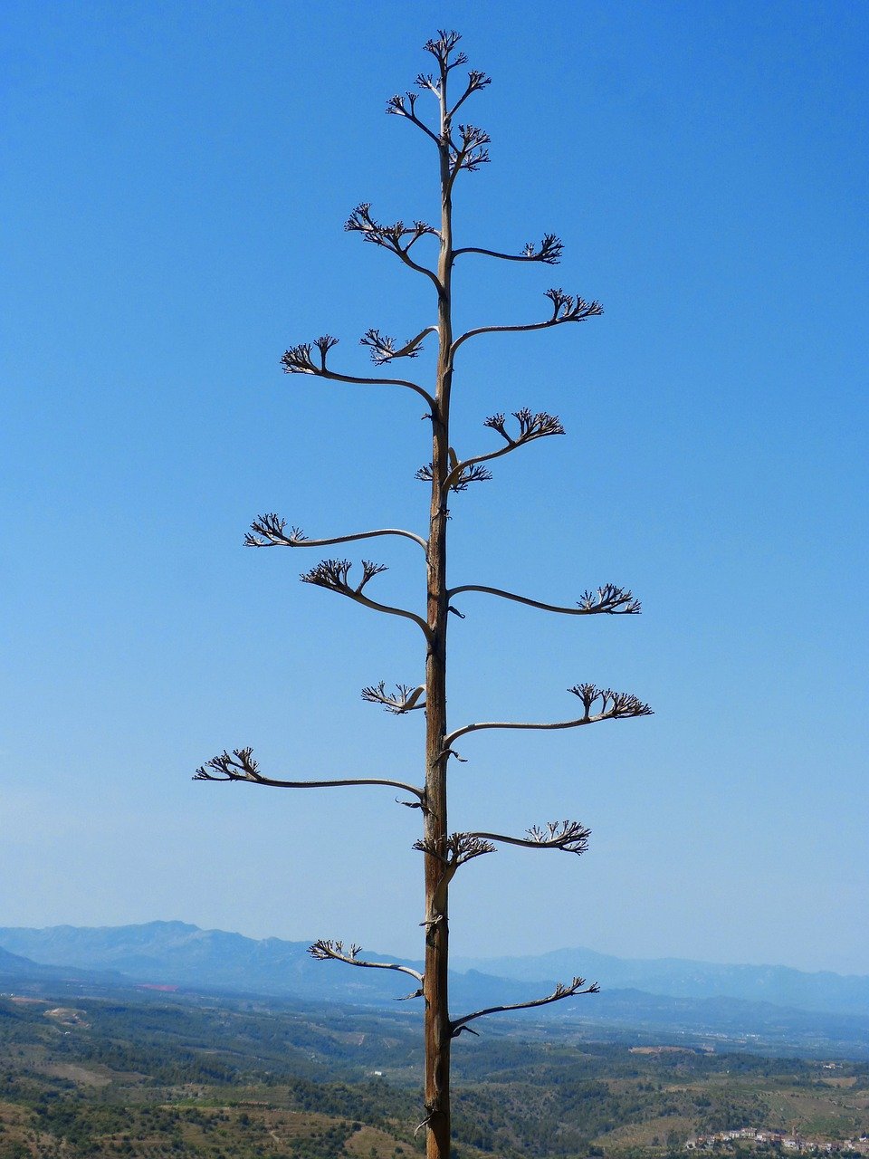 Pitera común | Proyecto de Investigación – ExotiNET