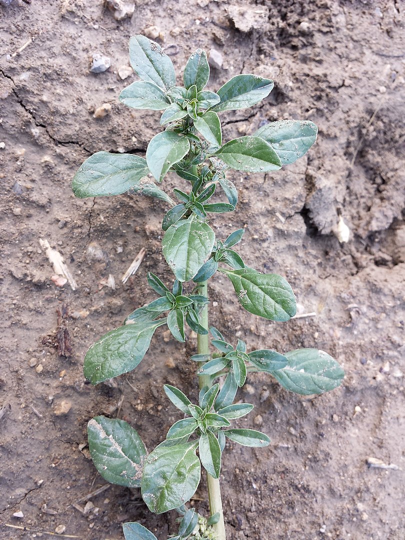 Amaranthus blitoides | Proyecto de Investigación – ExotiNET
