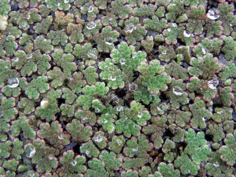 Azolla filiculoides | Proyecto de Investigación – ExotiNET