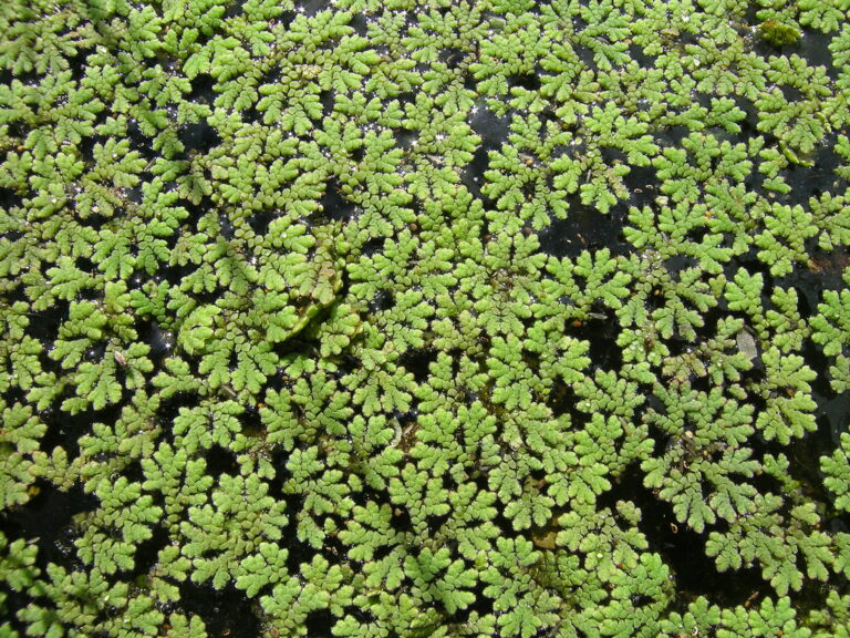 Azolla filiculoides | Proyecto de Investigación – ExotiNET